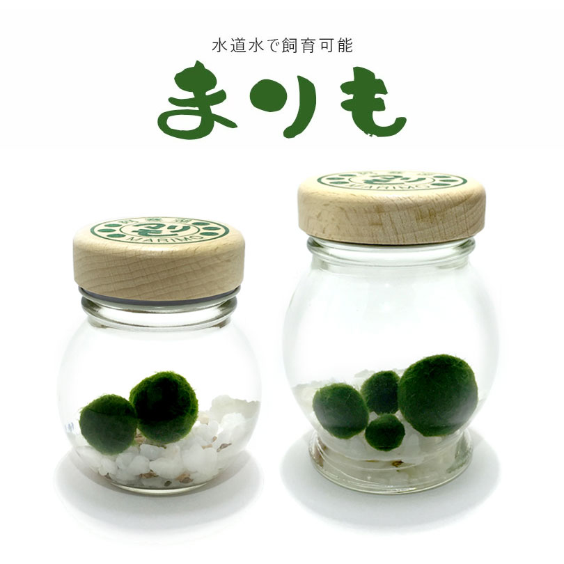 【楽天市場】まりも ウッド蓋 北海道限定 ガラス瓶入り 苔玉 観賞用 インテリア植物 小型アクアリウム 水道水OK メンテナンス簡単 おしゃれ ギフト プレゼント 送料無料：北海道銘菓 センカランド