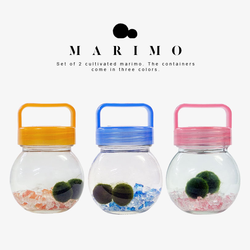 【楽天市場】まりも 育成 北海道限定 養殖まりも マリモ 育てる 飼育 ガラス瓶入り 苔玉 観賞用 インテリア植物 小型アクアリウム 水道水OK メンテナンス簡単 おしゃれ ギフト プレゼント ...