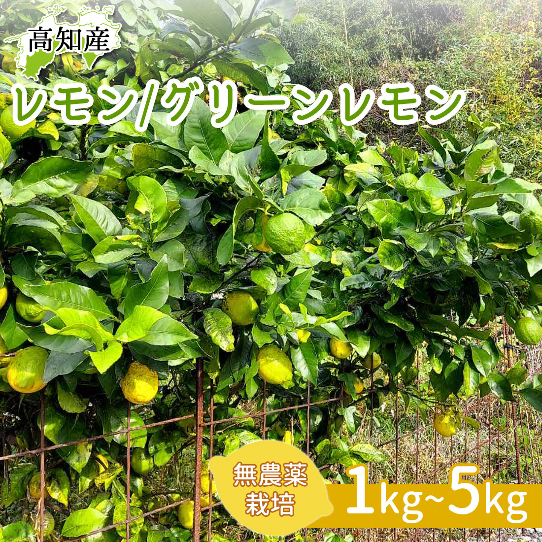 【楽天市場】【産地直送】 レモン 産直 国産 栽培期間中 無農薬 グリーンレモン 1kg 2kg 3kg 5kg 檸檬 高知県産 ノーワックス ...