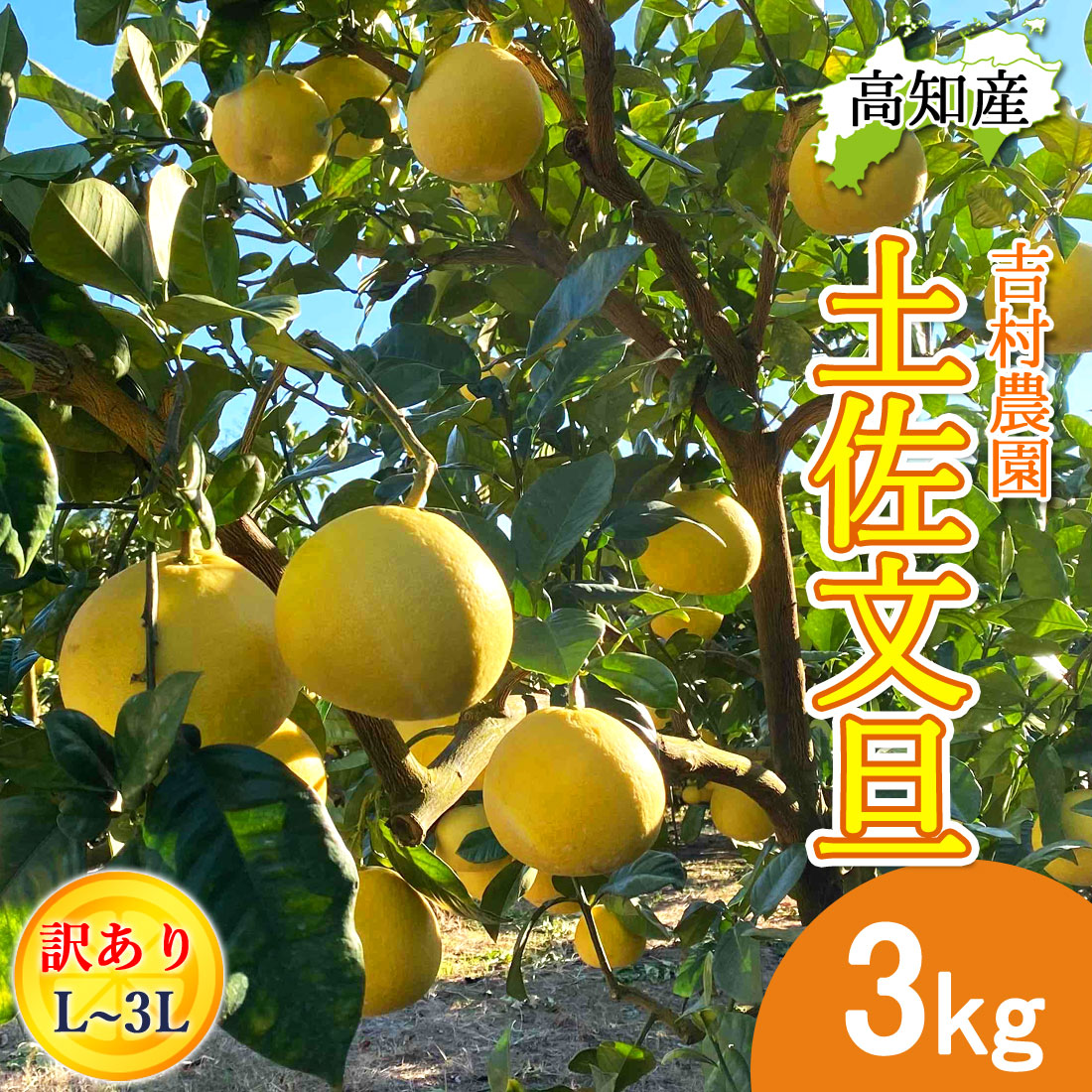 【楽天市場】文旦 土佐文旦 訳あり 3kg L～3Lサイズ 混合 4～10玉 吉村農園 宿毛文旦 産直 宿毛 ぶんたん 宿毛市 産地直送 高知 ...