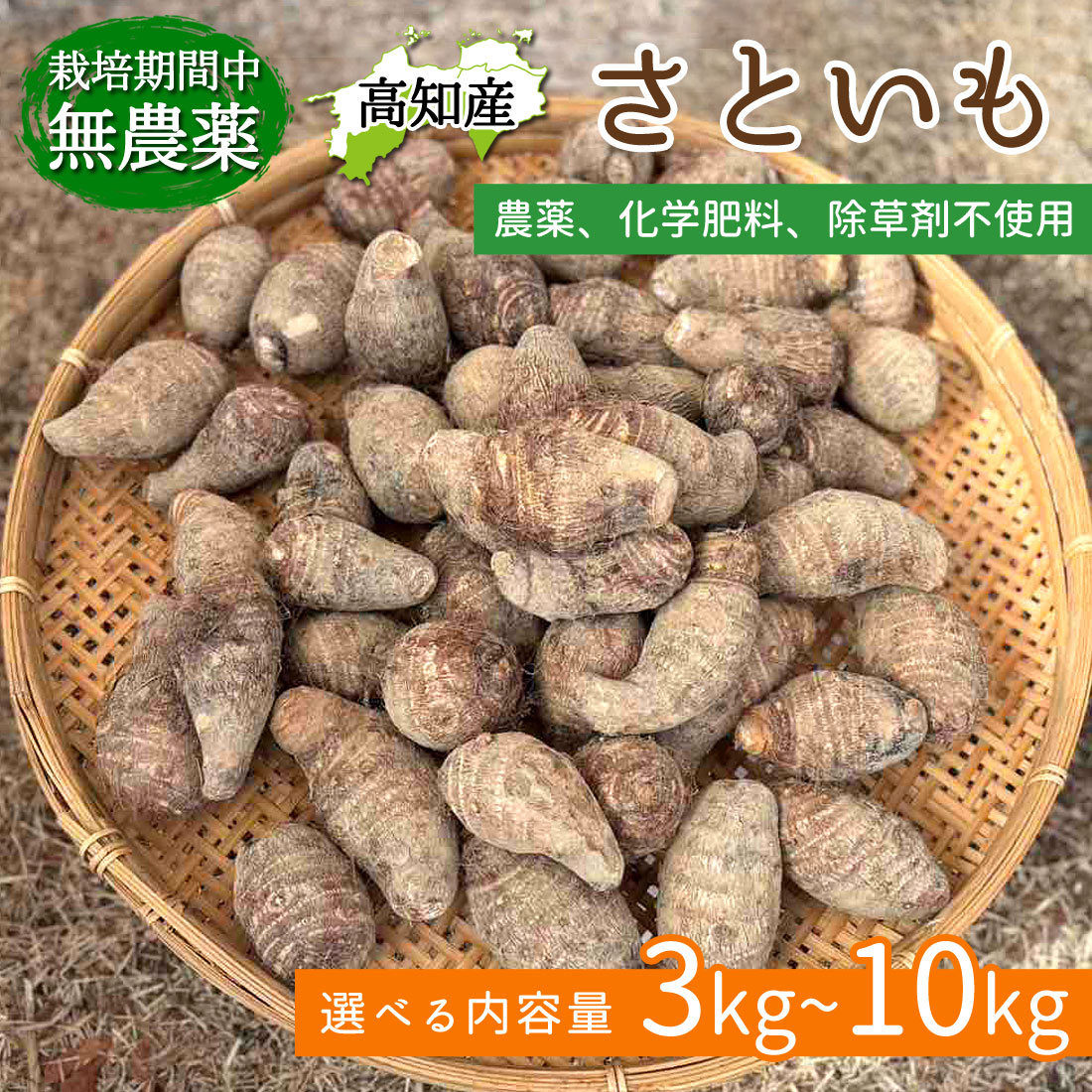 【楽天市場】【窪川産直】 里芋 栽培期間中 無農薬 四万十町 みよしファーム 3kg 5kg 10kg さといも 白芽芋 サトイモ 種芋 タネ ...