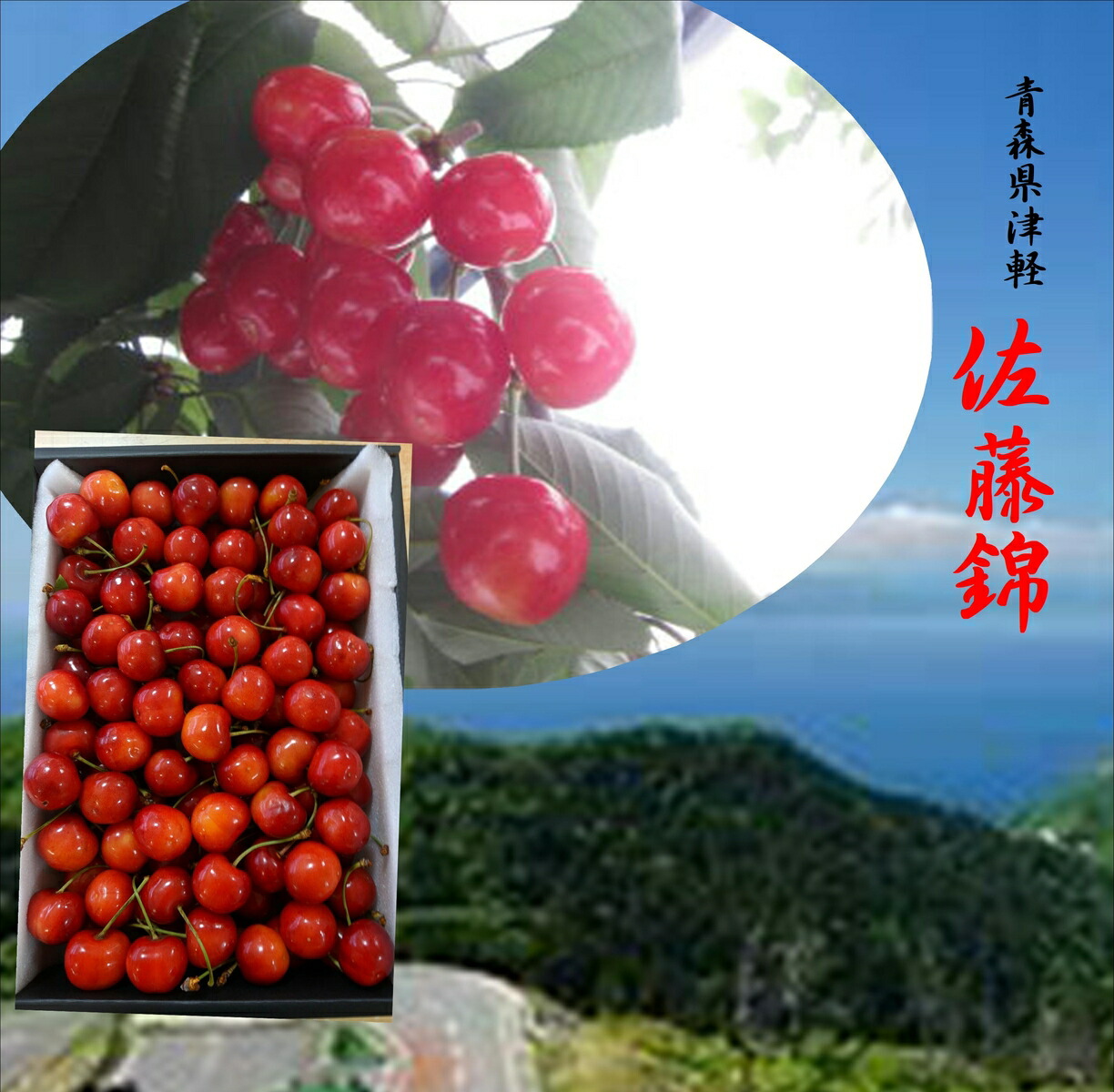【楽天市場】青森県津軽産 佐藤錦 （L～2L）1箱：食 くらし