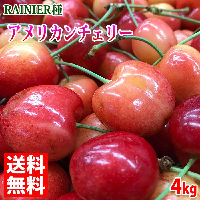 【楽天市場】【送料無料】 アメリカ産 アメリカンチェリー RAINIER （レイニア） 種 4kg：生鮮食品直送便