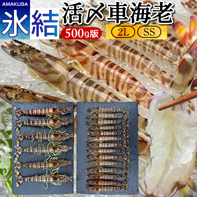 【楽天市場】車海老 活き〆車エビ ミックス 500g【2L、SS】2種類×各250g 天草 島育ち 冷凍車えび 食べ比べ 熊本県産 クルマエビ 養殖場 刺身[お祝いギフト]：食コレ Japan ...