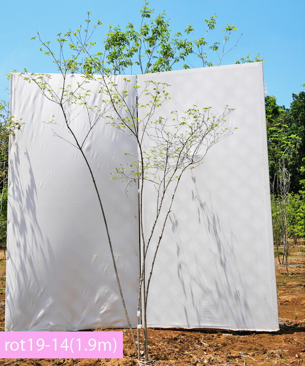 【楽天市場】【不在置きOK限定販売価格】オトコヨウゾメ 株立高さ1.6-2.8m程度（根鉢含まず）：グリーンロケット