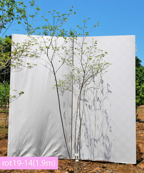 【楽天市場】【不在置きOK限定販売価格】オトコヨウゾメ 株立高さ1.6-2.8m程度（根鉢含まず）：グリーンロケット