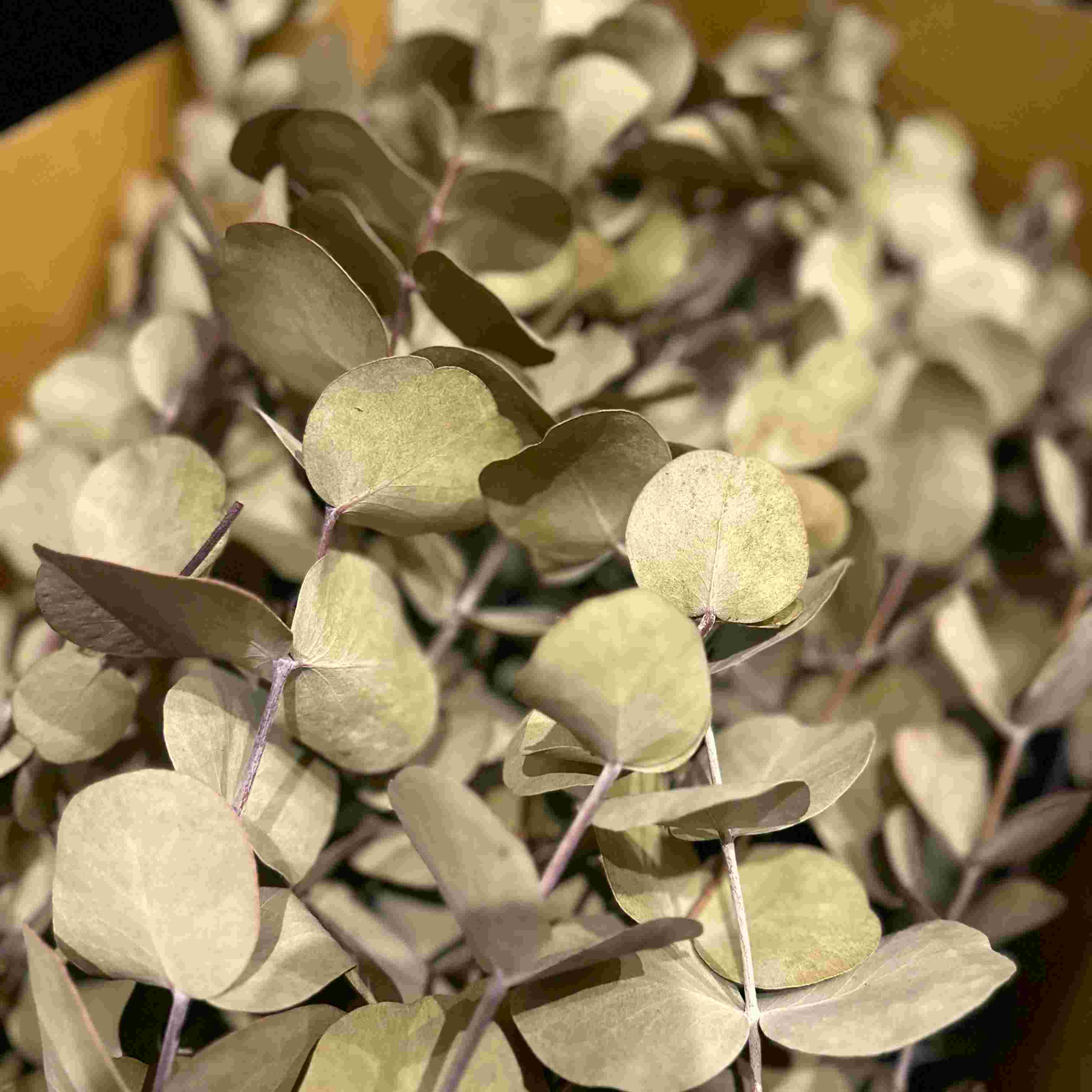 【楽天市場】ユーカリ ドライフラワー B品 アウトレット 大容量 80サイズにいっぱい詰めてのお届け！【即日発送】【業務用】：So-netmoソネトモ