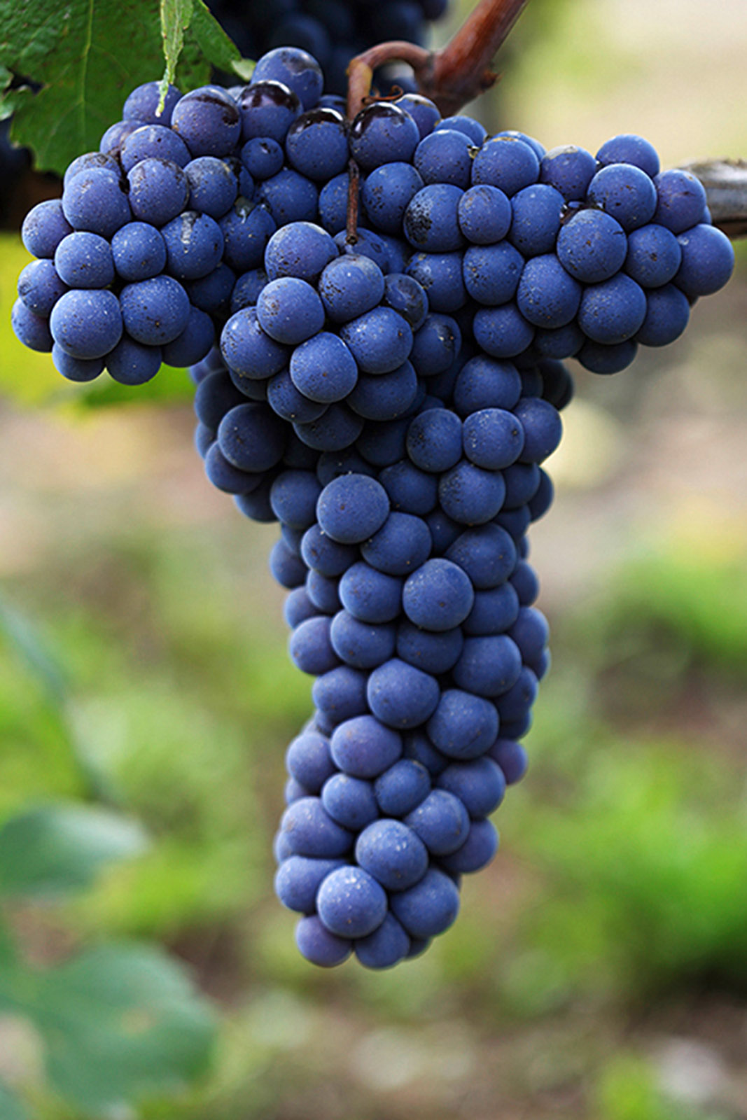 【楽天市場】Edelrebe Organics Traubenmost Gruner 白葡萄ジュース ワイナリーのぶどうストレートジュース ...