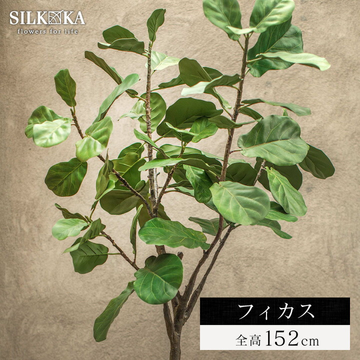 【楽天市場】フェイクグリーン 大型 リアル 「フィカス（ファイカス） 152cm シルカ（Silk-ka）」 人工 観葉 植物 おしゃれ 人工 ...