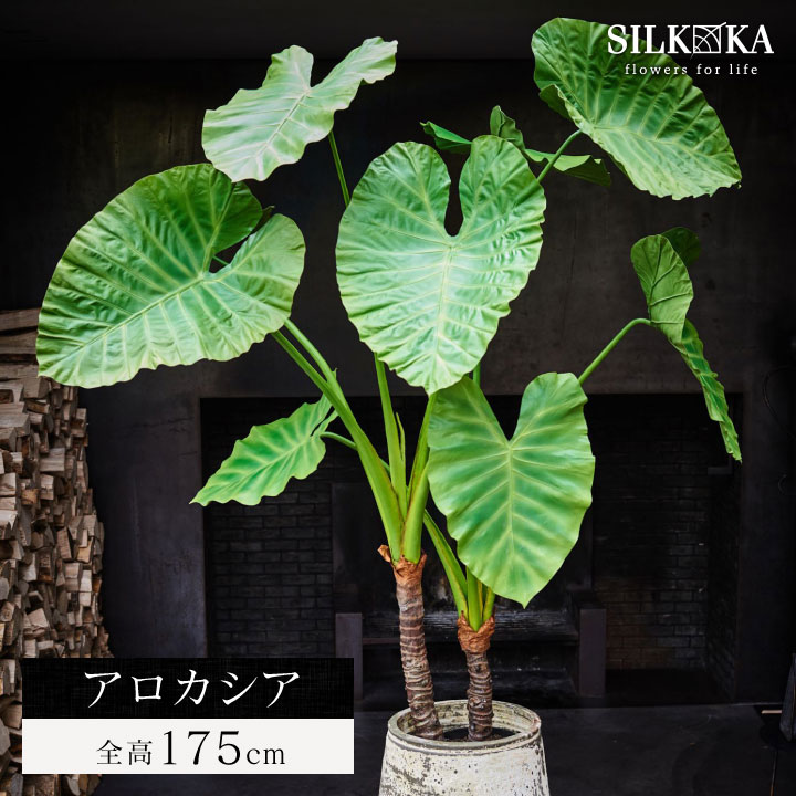 【楽天市場】フェイクグリーン 大型 「 アロカシア 175cm シルカ（Silk-ka）」 観葉 植物 おしゃれ リアル 人工観葉植物 草花 インテリア グリーン 上品 クワズイモ 大型観葉 ...