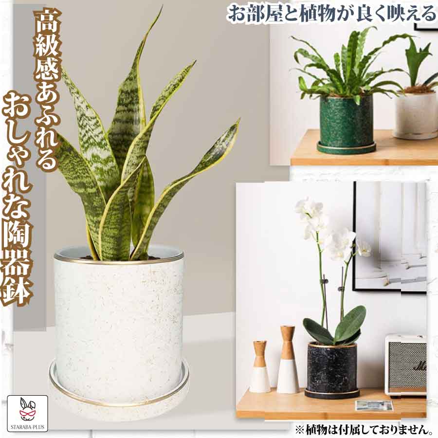 【楽天市場】植木鉢 陶器鉢 おしゃれ 鉢植え 11cm ゴールド 円筒形 室内鉢 プランター 受け皿付き 穴あり 観葉植物鉢 蘭 多肉植物 送料無料：STARABAPLUS