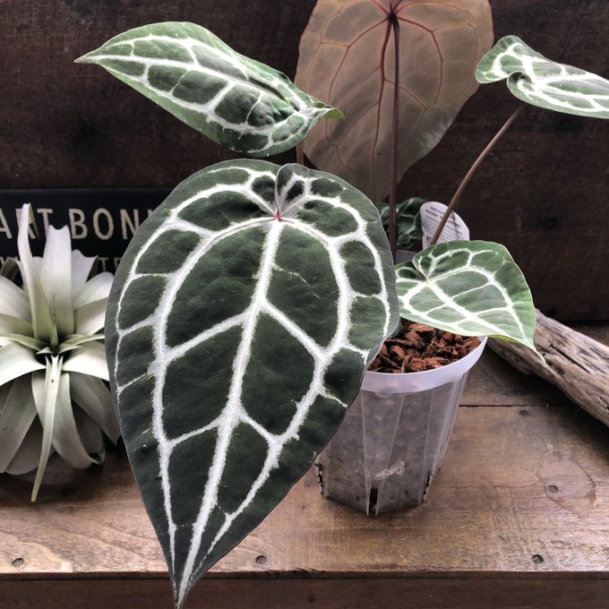 【楽天市場】アンスリウム ミシェル Anthurium Michelle by Docblock アンスリウム：パリジェンヌ