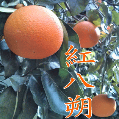 【楽天市場】特撰 こだわりの 紅 八朔 （べにはっさく） 10kg_ フルーツ 果物 送料無料 ミカン くだもの 産地直送 ハッサク 美味しい ...