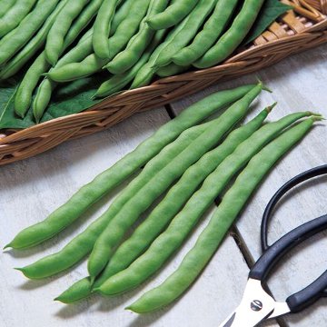 【楽天市場】種 つるありインゲン・ケンタッキー101 1袋【タキイ種苗公式】：タネのタキイ 楽天市場店