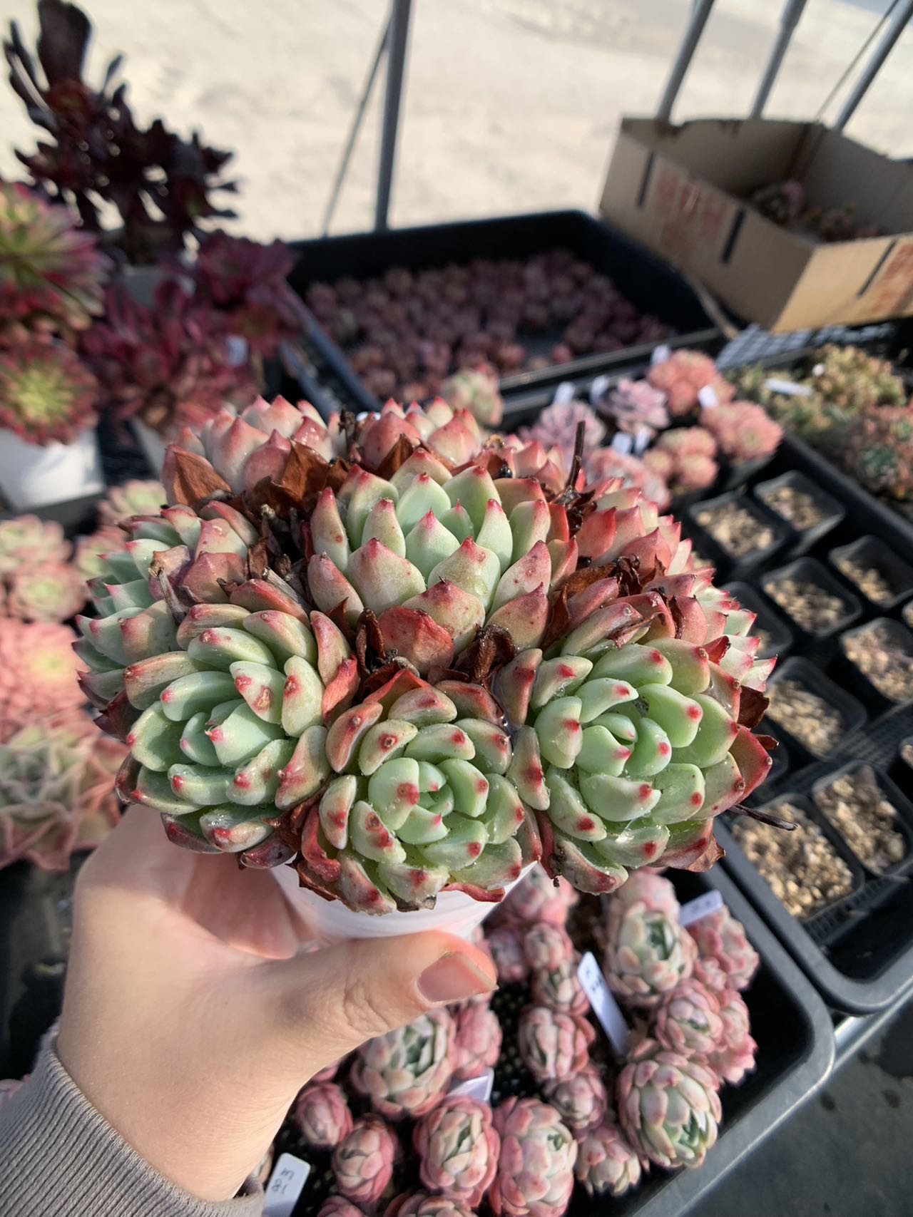 【楽天市場】現物 七福美尼（群） R366 10頭特大群生 厳選 極上株 エケベリア属 多肉専門VERVE：多肉専門VERVE