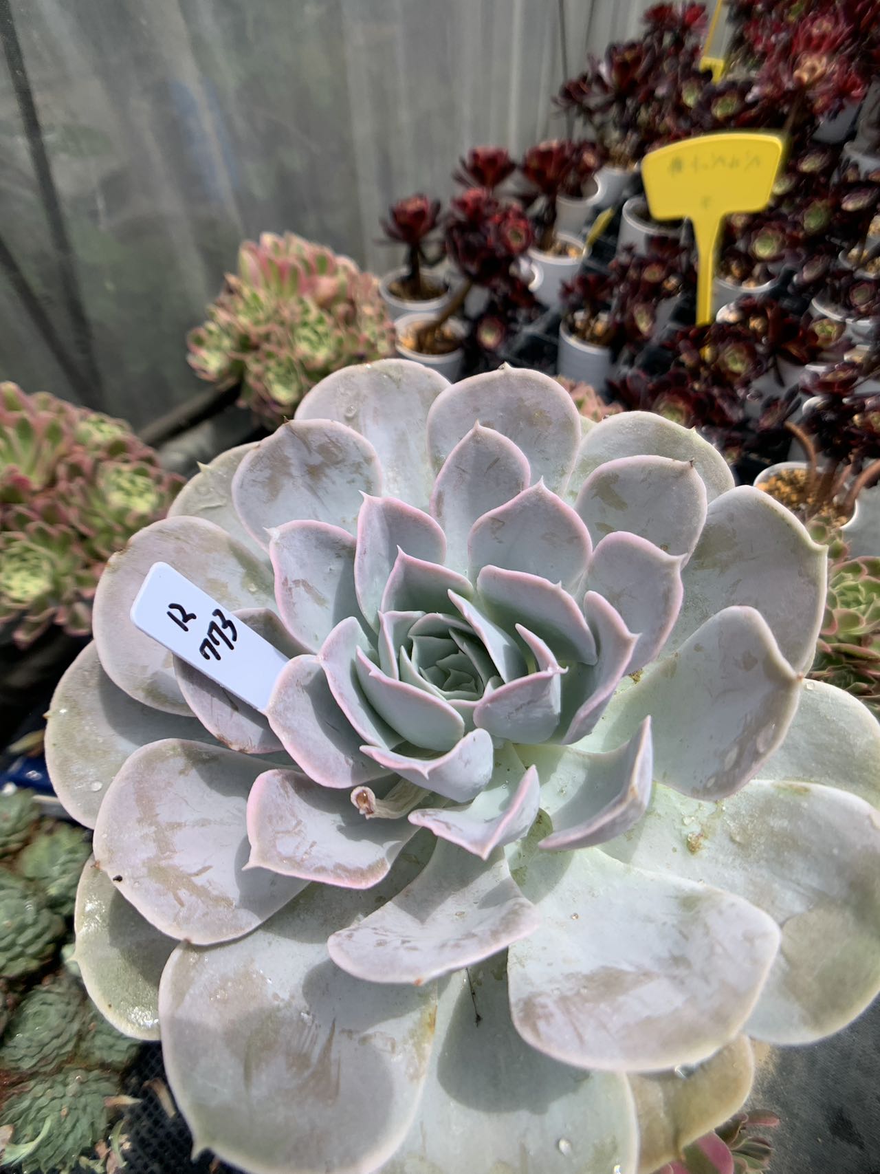 【楽天市場】現物 サンカルロス（単）San Carlos R773 特特大 厳選 極上株 多肉専門VERVE：多肉専門VERVE