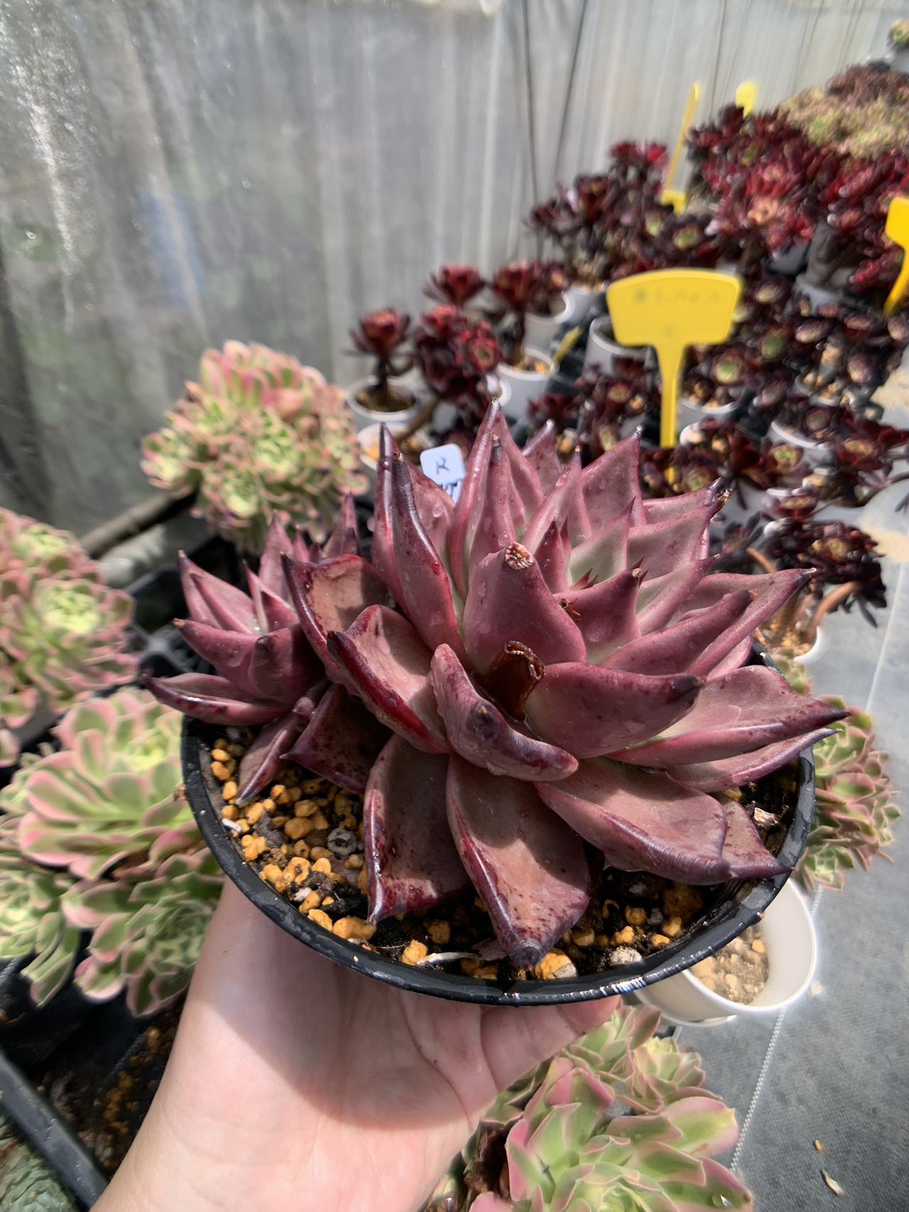 【楽天市場】現物 ロメオ R777 厳選 極上株 多肉専門VERVE：多肉専門VERVE