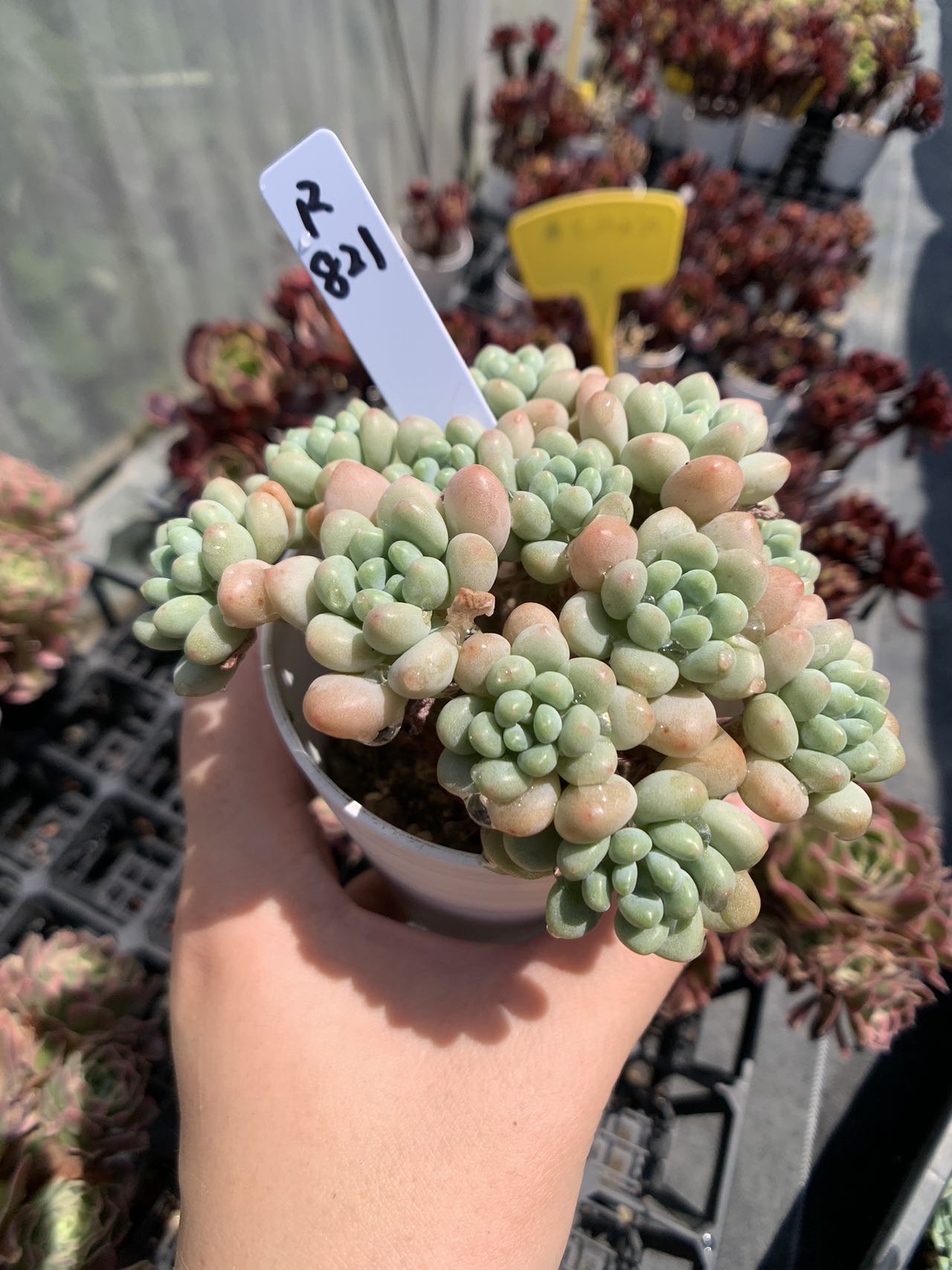 【楽天市場】現物 キャビア（群） R821 厳選 極上株 多肉専門VERVE：多肉専門VERVE