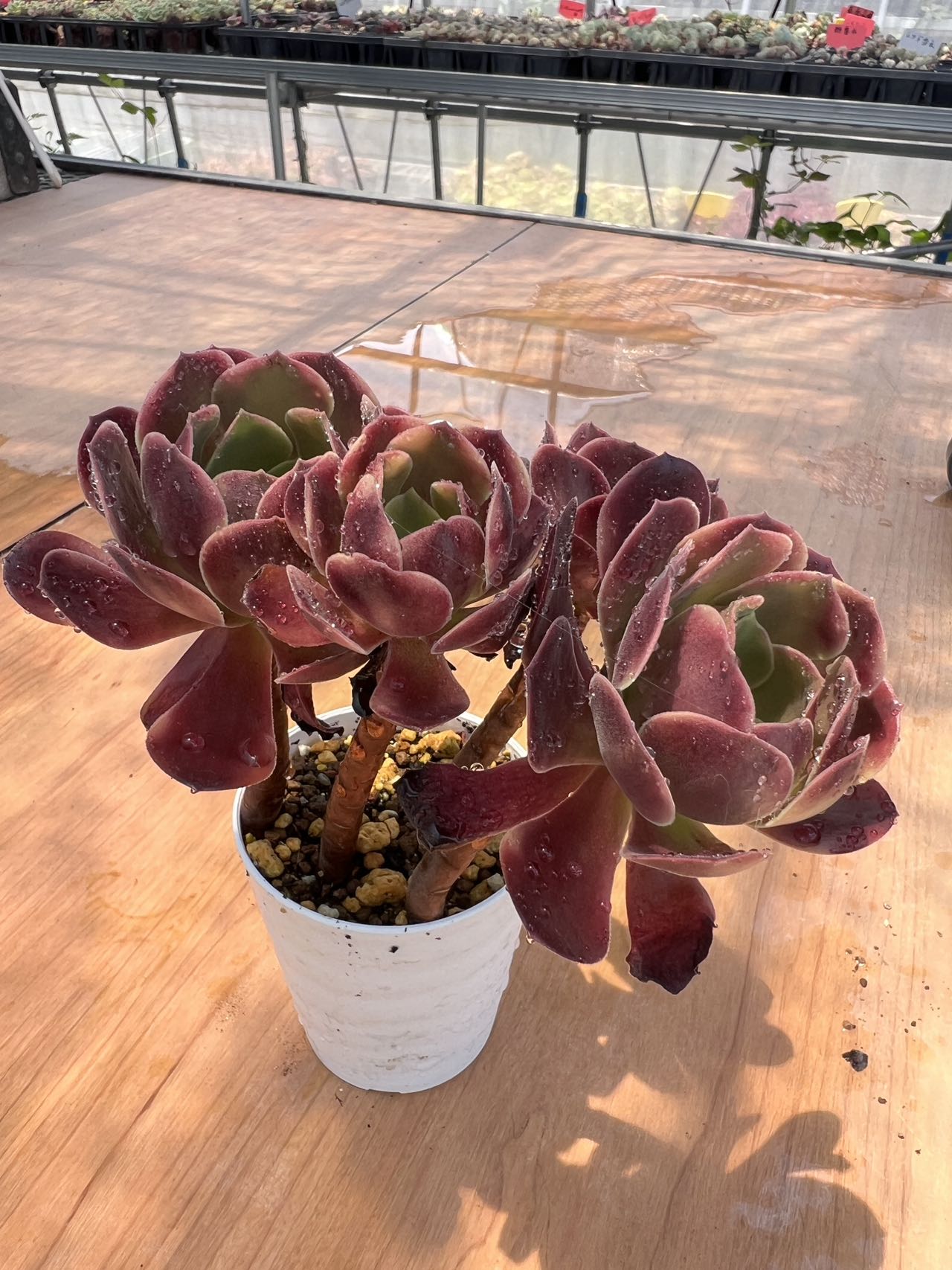 【楽天市場】現物 アエオニウム属 ベルベット錦 （群） R864 特大 厳選 極上株 多肉専門VERVE：多肉専門VERVE