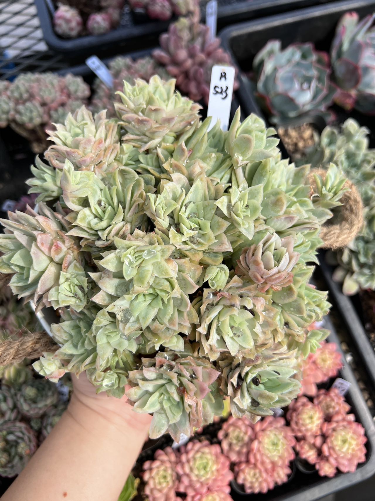 【楽天市場】現物 ローズクイーン錦（群） R523 15頭以上大群生 厳選 極上株 エケベリア属 多肉専門VERVE：多肉専門VERVE