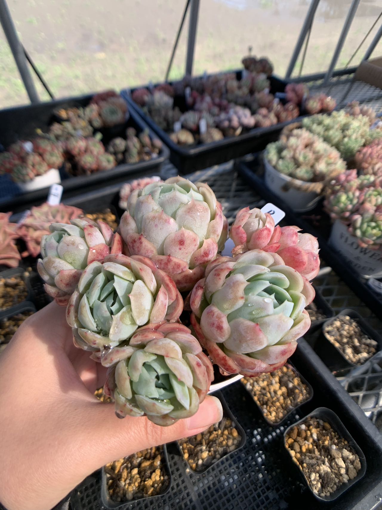 【楽天市場】現物 イチゴクリームベリー（群） R543 厳選 極上株 エケベリア属 多肉専門VERVE：多肉専門VERVE