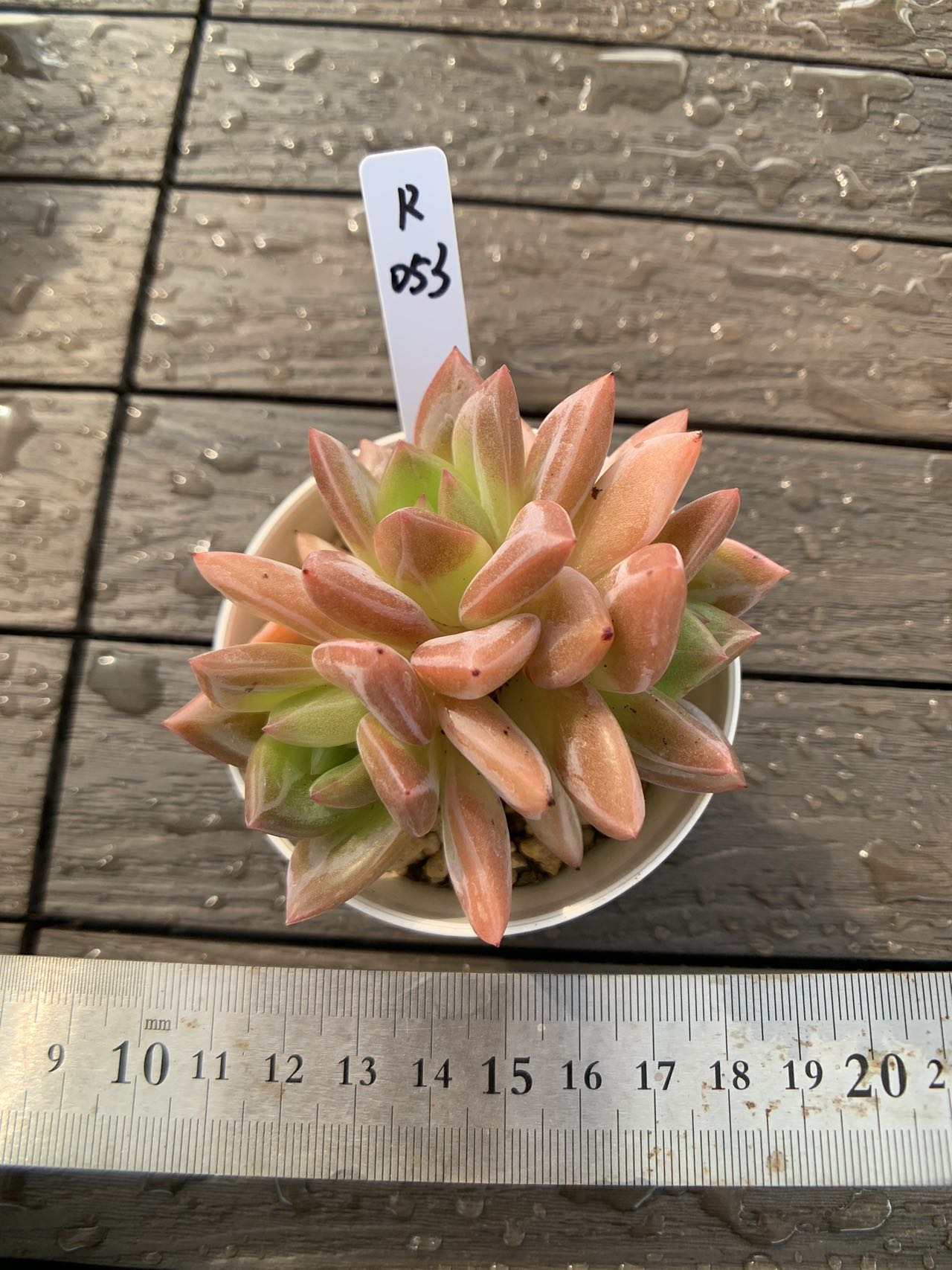 【楽天市場】現物 オレンジシャンペーン R053 厳選 極上株 多肉専門VERVE：多肉専門VERVE