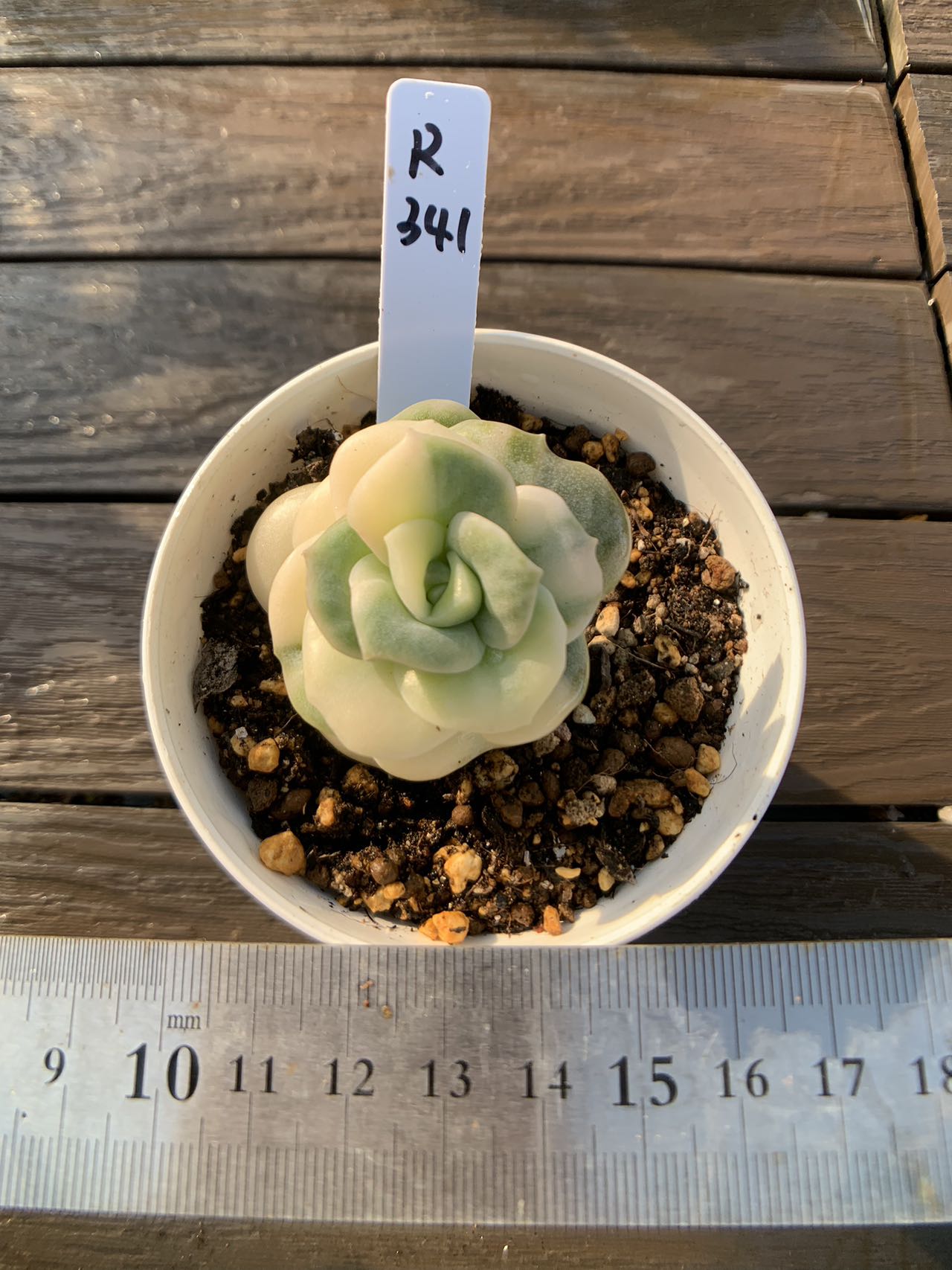 【楽天市場】現物 ラブリーローズ錦 R341 厳選 極上株 多肉専門VERVE：多肉専門VERVE