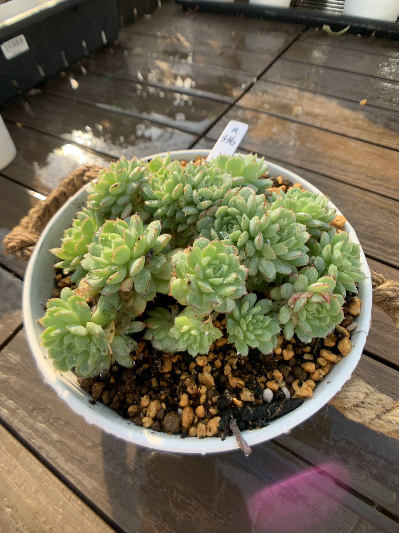 【楽天市場】現物 ´Vincent Catto´ hyb（群） R336 厳選 極上株 多肉専門VERVE：多肉専門VERVE