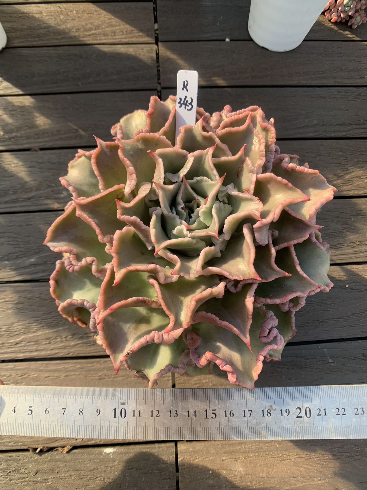 【楽天市場】現物 マディバ（単）特特大 R343 厳選 極上株 多肉専門VERVE：多肉専門VERVE