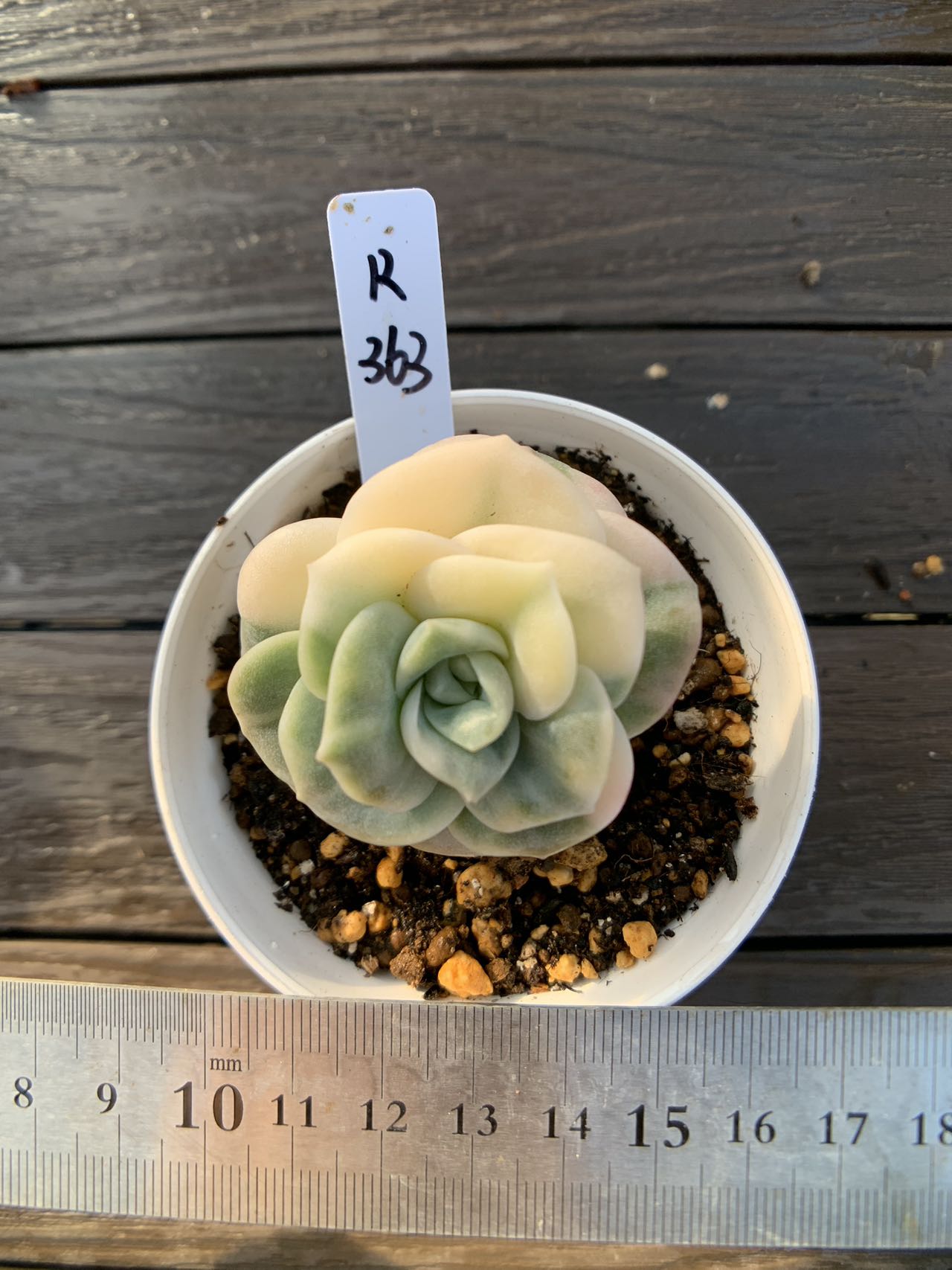 【楽天市場】現物 ラブリーローズ錦 R363 厳選 極上株 多肉専門VERVE：多肉専門VERVE