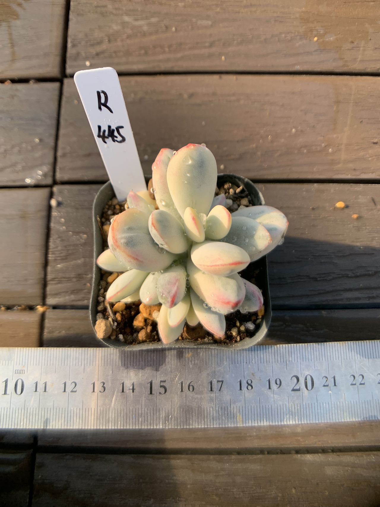 【楽天市場】現物 ダルマ福娘錦 （群） R445 厳選 極上株 多肉専門VERVE：多肉専門VERVE