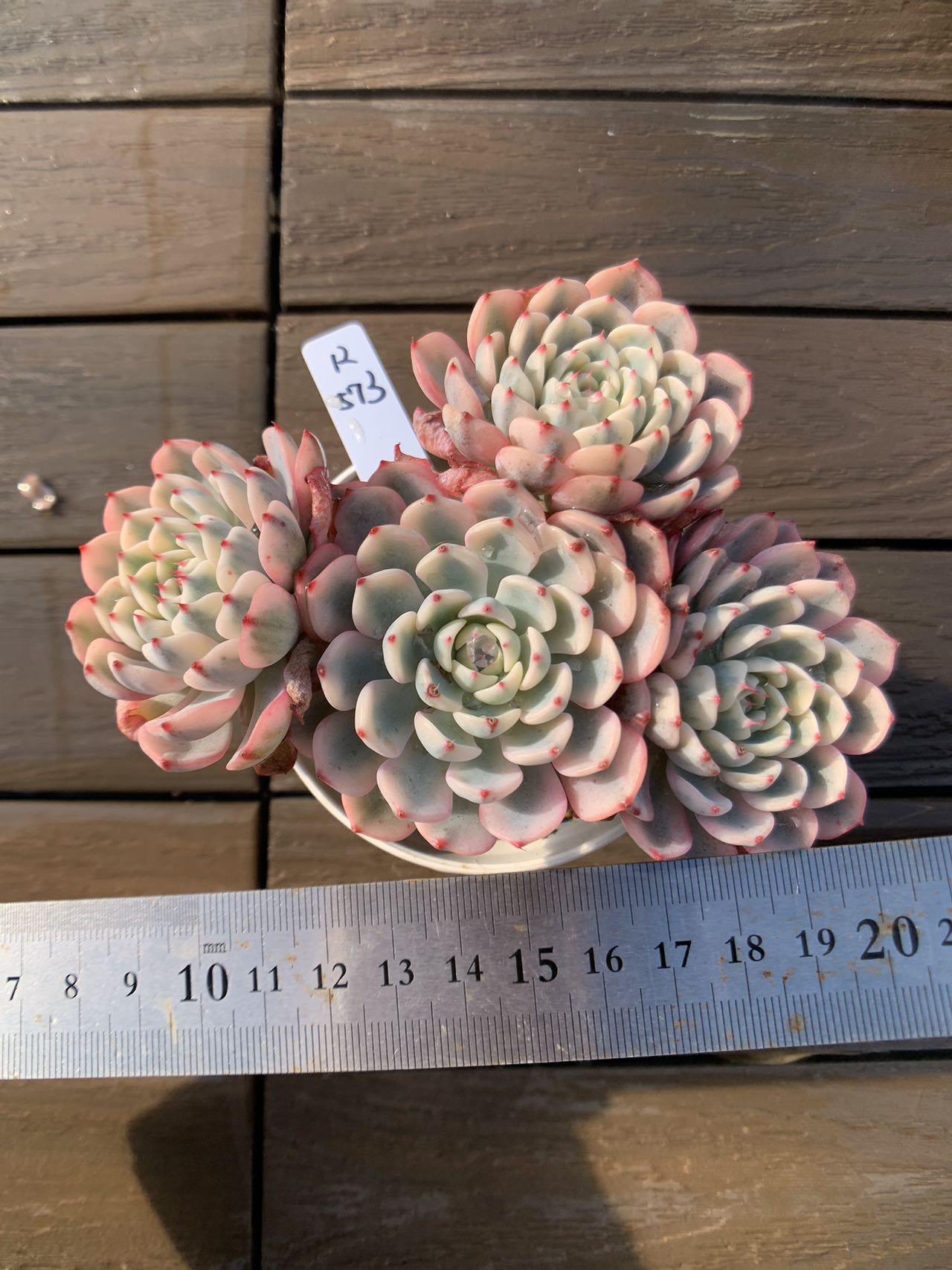 【楽天市場】現物 ミニマ錦（群） R573 厳選 極上株 多肉専門VERVE：多肉専門VERVE