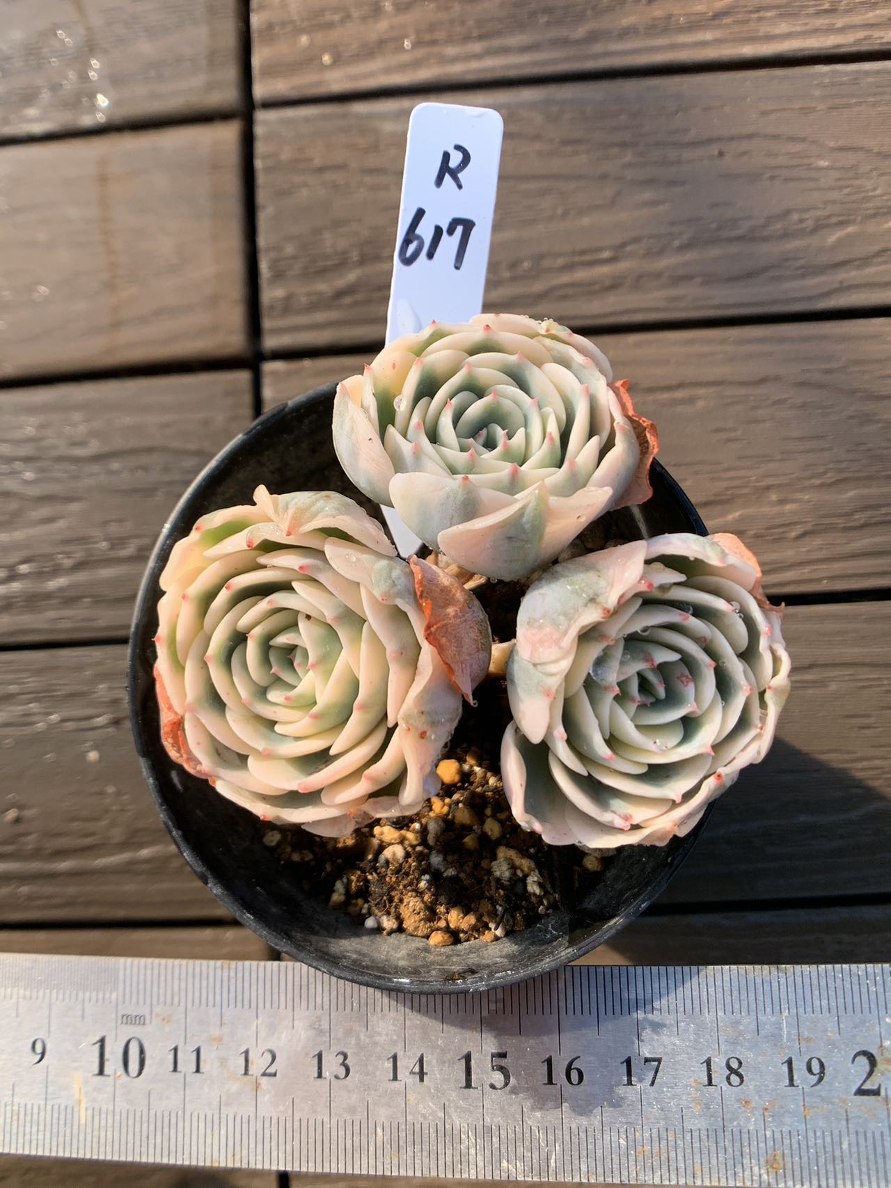 【楽天市場】現物 ルノーディーン（群） R617 厳選 極上株 多肉専門VERVE：多肉専門VERVE