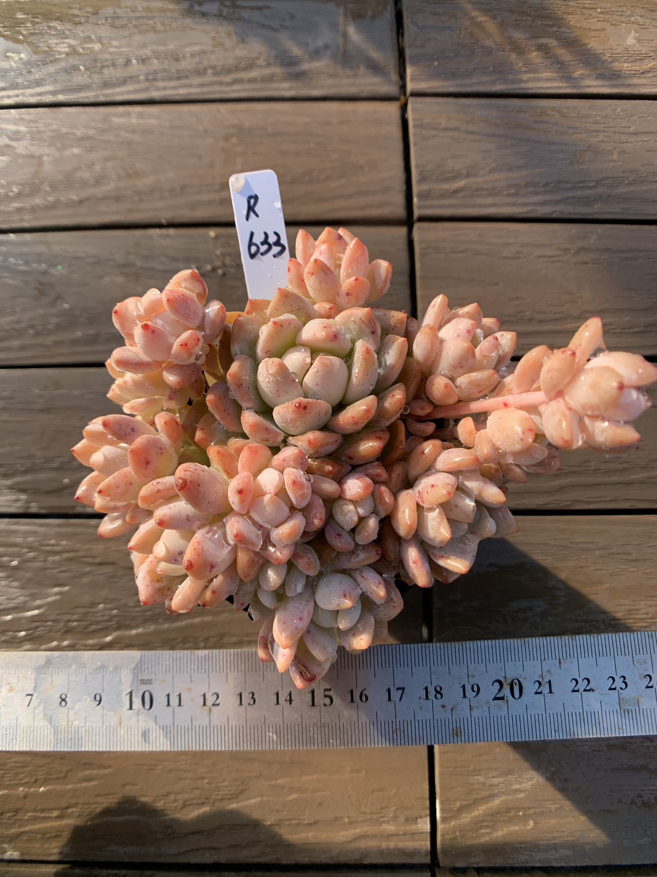 【楽天市場】現物 香水xアメチスチヌム（群）R633 厳選 極上株 多肉専門VERVE：多肉専門VERVE