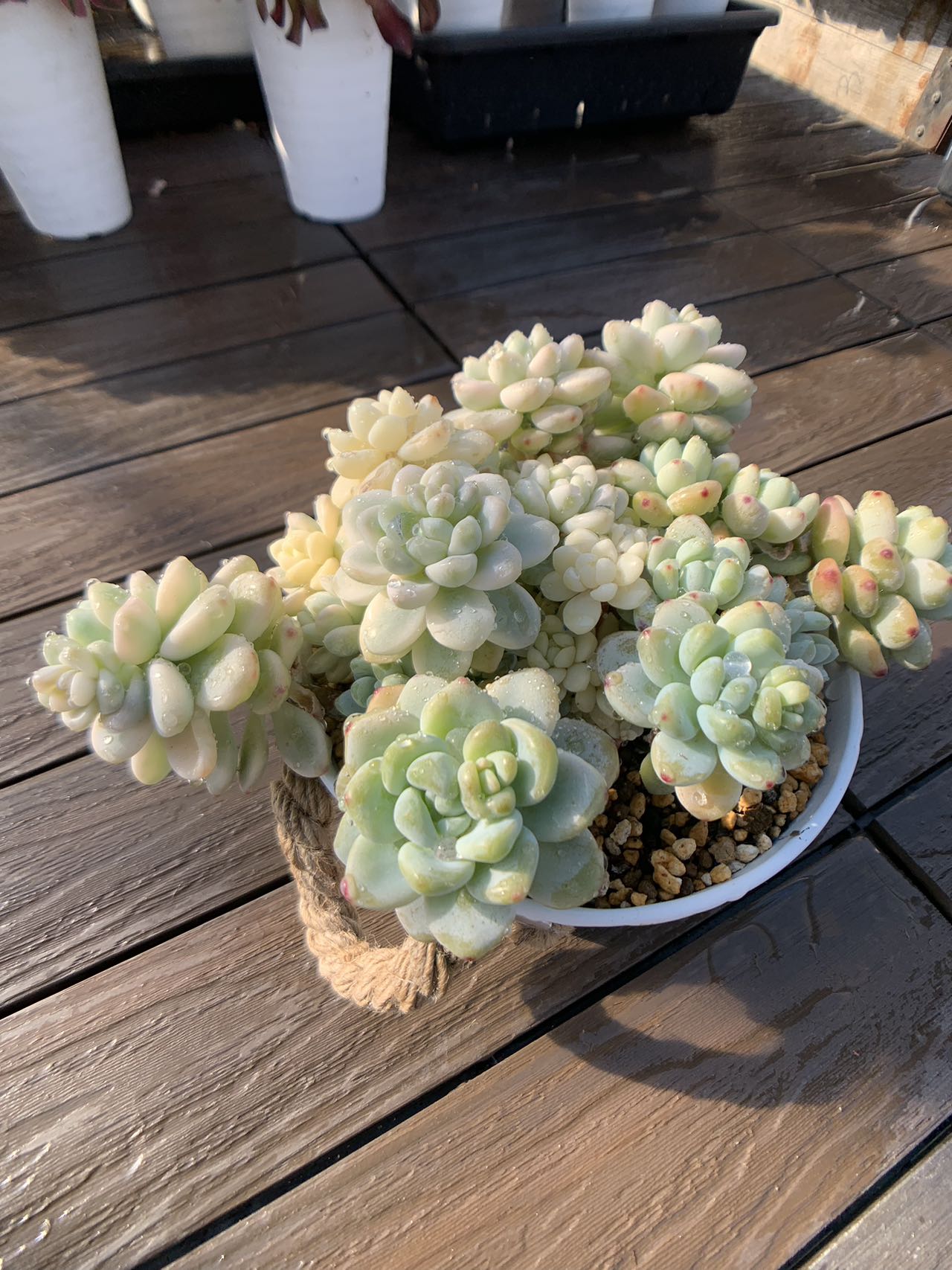 【楽天市場】現物 ロッティ錦（群）特特大 R643 厳選 極上株 多肉専門VERVE：多肉専門VERVE