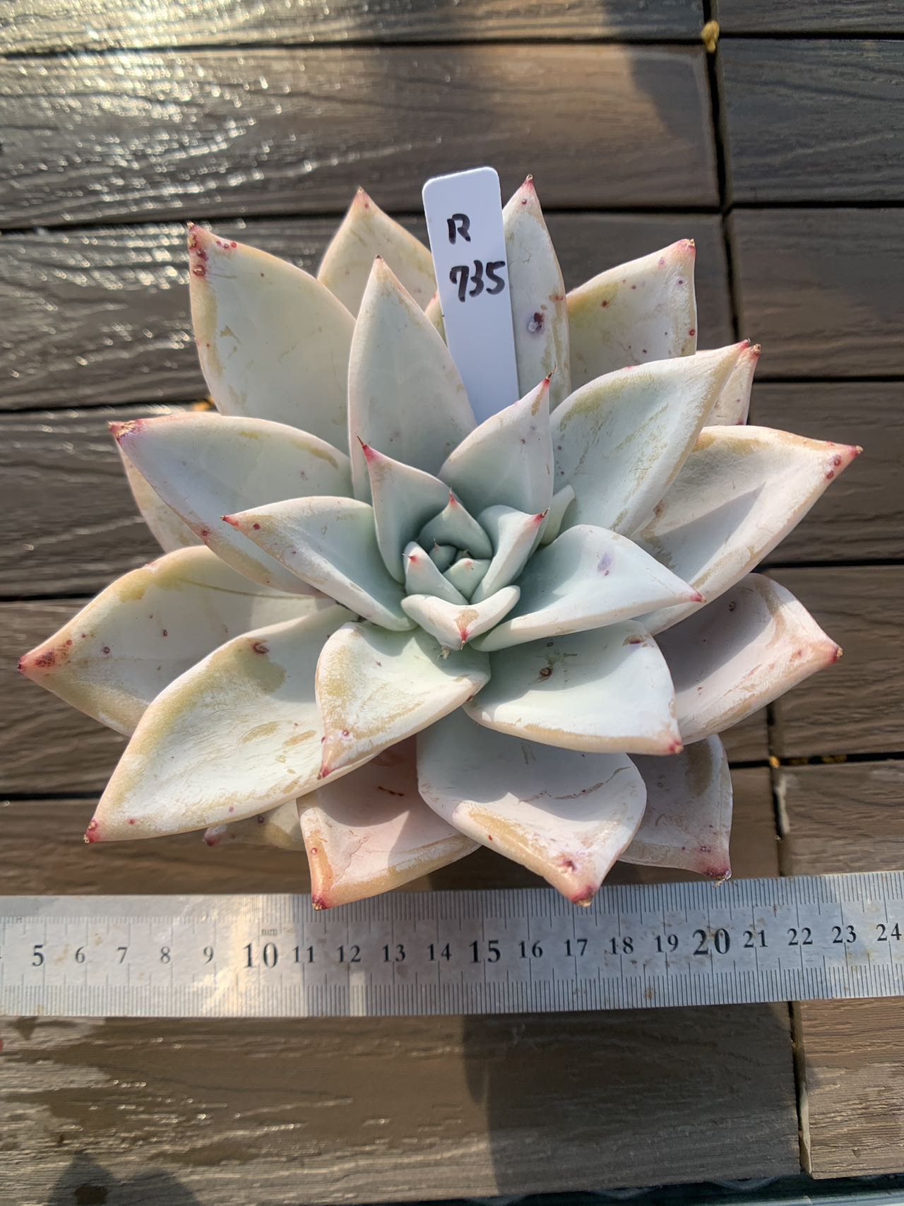 【楽天市場】現物 メキシカンジャイアント 特大 R735 厳選 極上株 多肉専門VERVE：多肉専門VERVE