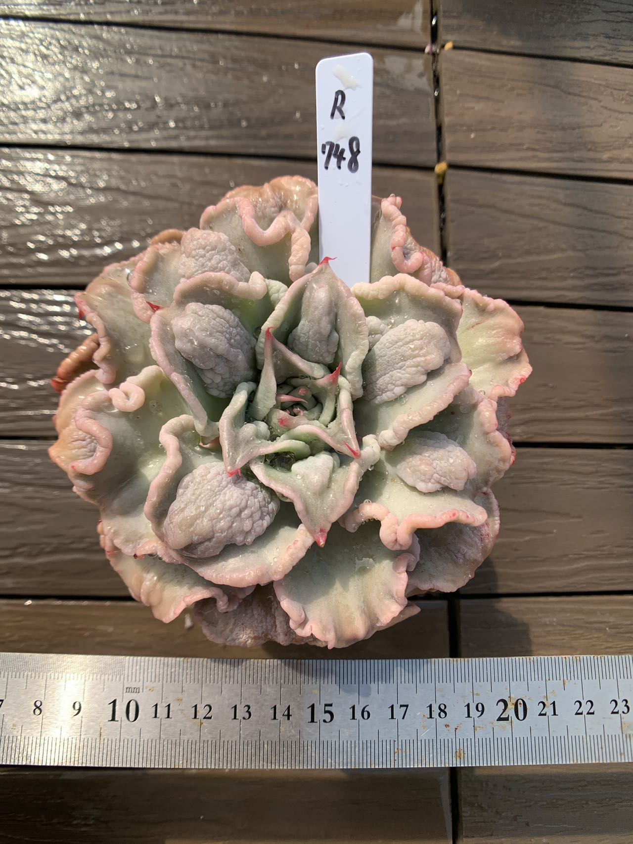 【楽天市場】現物 コブマディバ（単）レア R748 厳選 極上株 多肉専門VERVE：多肉専門VERVE