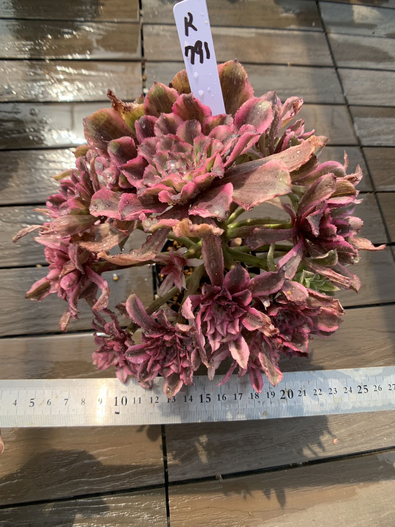 【楽天市場】現物 アエオニウム属 フリフリ仙墨（群）特大 R791 厳選 極上株 多肉専門VERVE：多肉専門VERVE