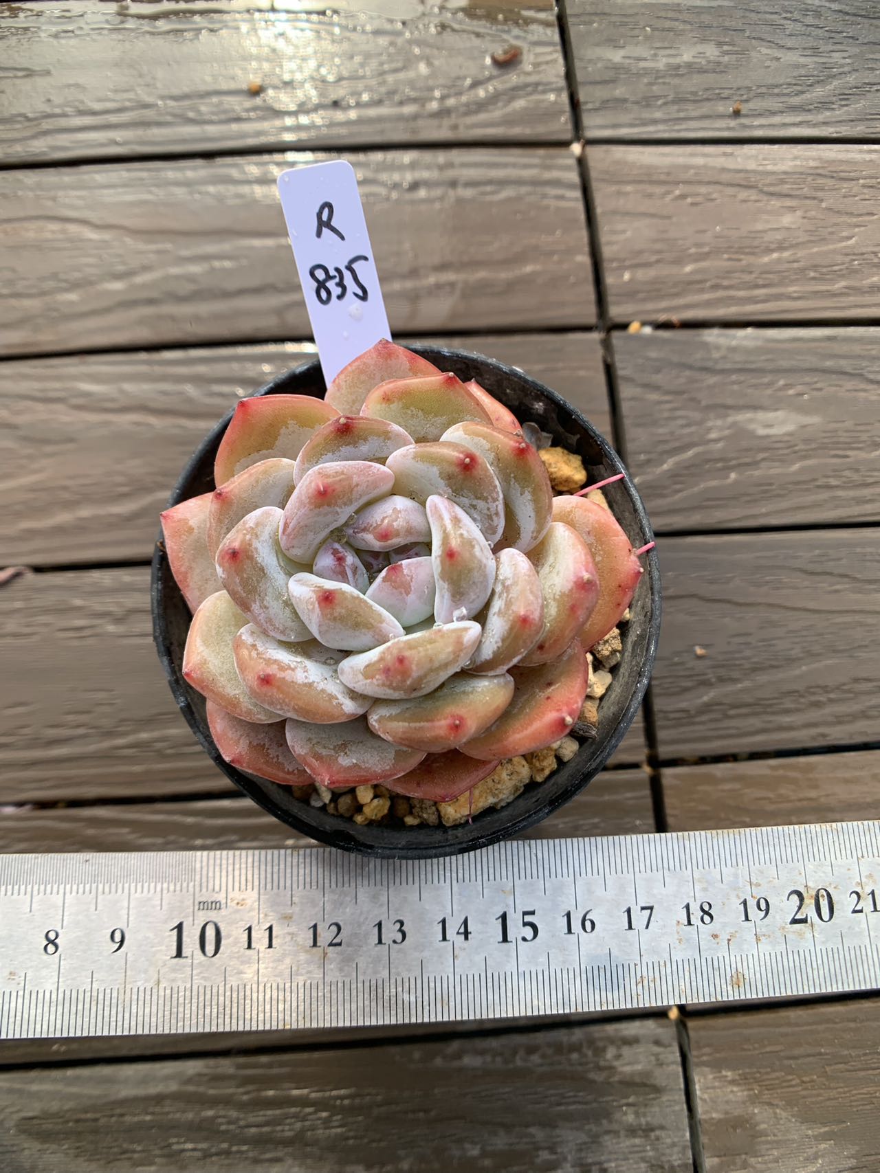 【楽天市場】現物 Snow Angel（単） R835 厳選 極上株 多肉専門VERVE：多肉専門VERVE