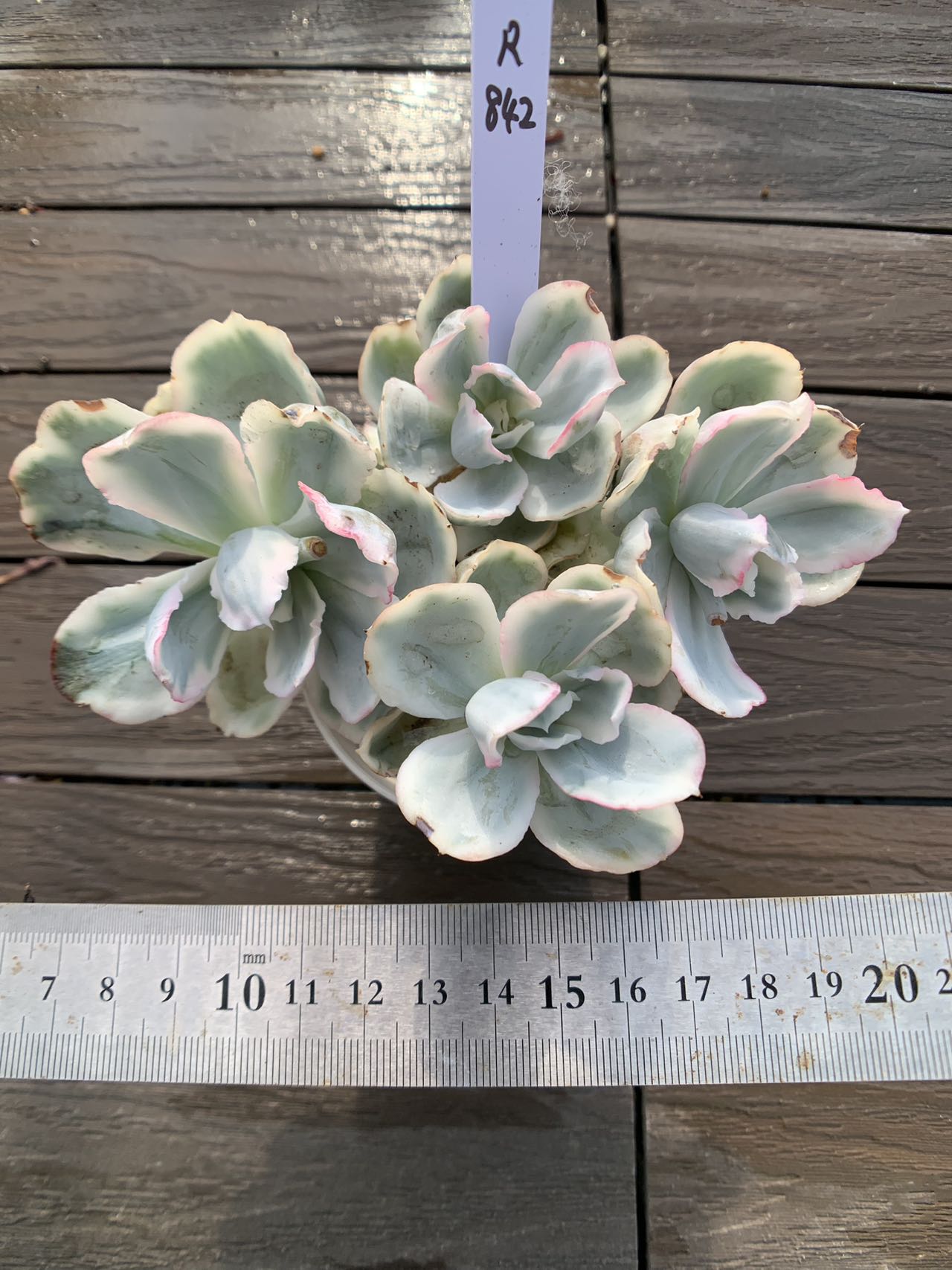 【楽天市場】現物 バークリーライト錦（群）(群) R842 厳選 極上株 多肉専門VERVE：多肉専門VERVE