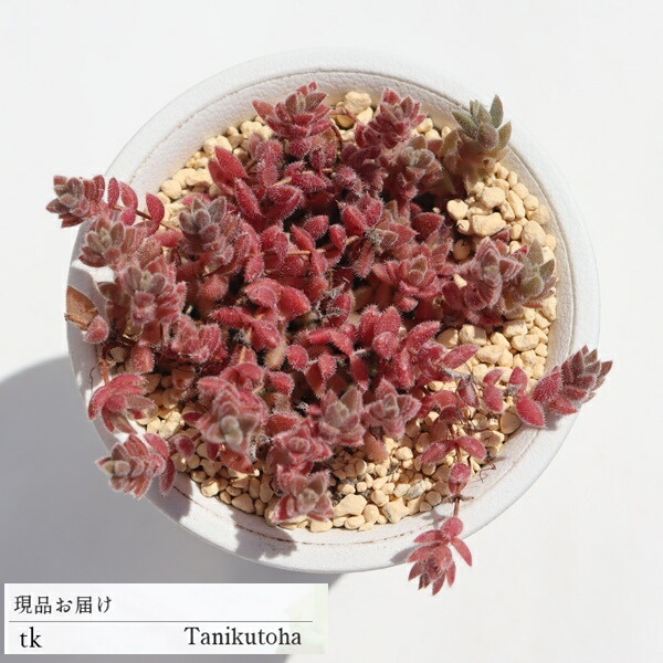 【楽天市場】エルネステー TK95 クラッスラ 7.5cmポット おすすめ販売 写真の子をお届け 特定販売：株式会社多肉永遠楽天市場店