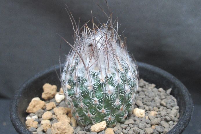 【楽天市場】ディキソニアエ：さぼてん＆たにく とげ家