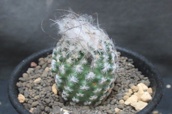 【楽天市場】ディキソニアエ：さぼてん＆たにく とげ家