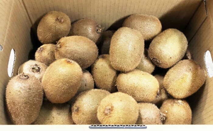 【楽天市場】送料無料【愛媛県産】訳ありキウイフルーツ 3kg 2S～Mサイズ混合（約40個入）：愛媛のやおやさん