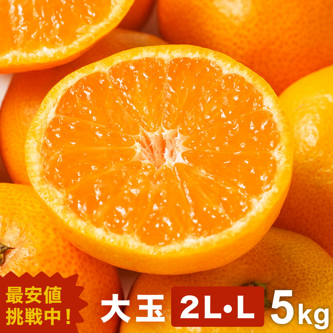 【楽天市場】\ 店内全品 ポイント2倍 ／ 大玉 温州 みかん 5kg 2L L 【 送料無料 】愛媛県産 ミカン 蜜柑 箱買い フルーツ 果物 青果 柑橘 柑橘類 柑橘系 甘い 食品 大容量 ...