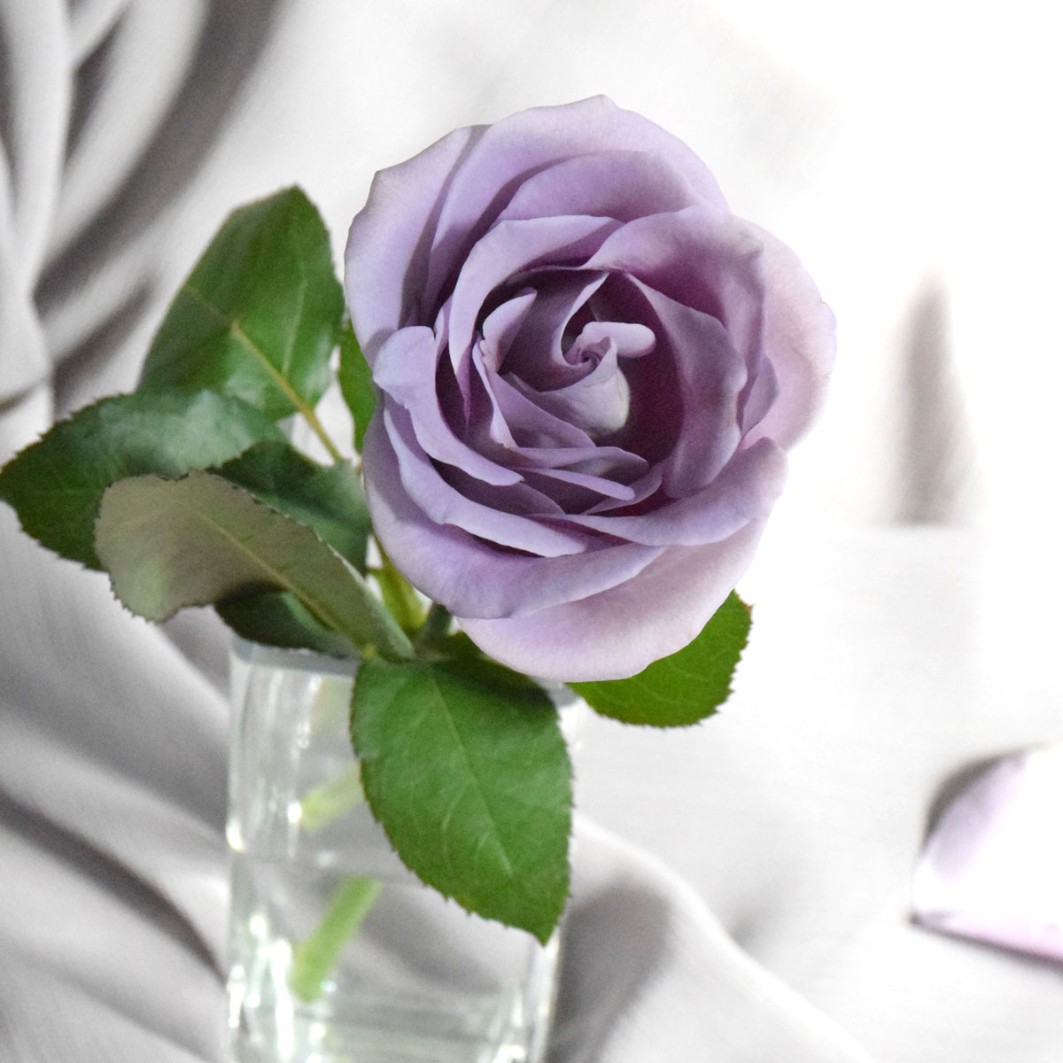 【楽天市場】ブルーローズ「APPLAUSE ～アプローズ～」：坪井花苑shop