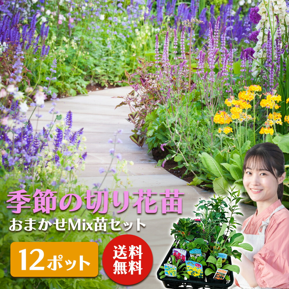 楽天市場】ミョウガ 9cmポット苗 【 2個セット 】茗荷 野菜 苗 楽天市場】ミョウガ 9cmポット苗 【 2個セット 】茗荷 野菜 苗
