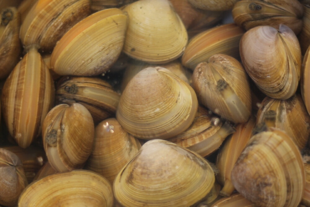 【楽天市場】生 あおやぎ貝 バカガイ ばか貝 バカ貝 青柳 500g 愛知産 他 豊洲直送 高級貝類 馬鹿貝（1個70-100g、約4-7個 ...