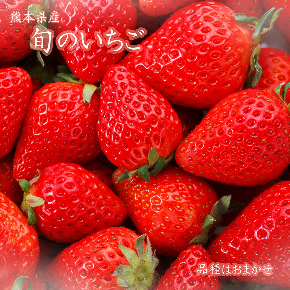 【楽天市場】ご予約承り中【熊本県産 旬のいちご 250g×2p or 4p】 品種はおまかせ ゆうべに 恋みのり 紅ほっぺ 等 フルーツギフト 苺 いちご 送料無料 御歳暮 プレゼント 贈り物 ...