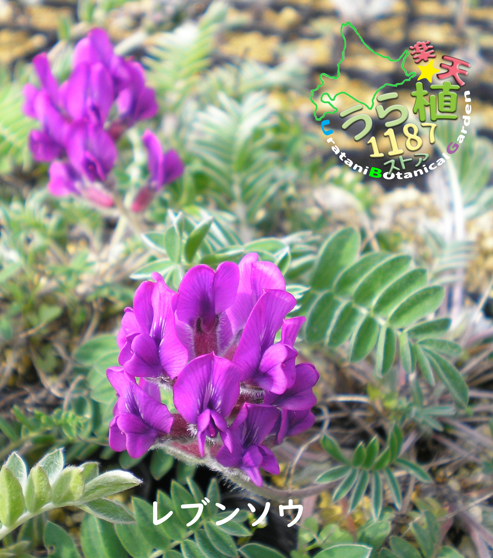 【楽天市場】礼文草 レブンソウ 科名 マメ科 開花時期6月～ 成長丈 草丈15cm～：うら植1187ストア